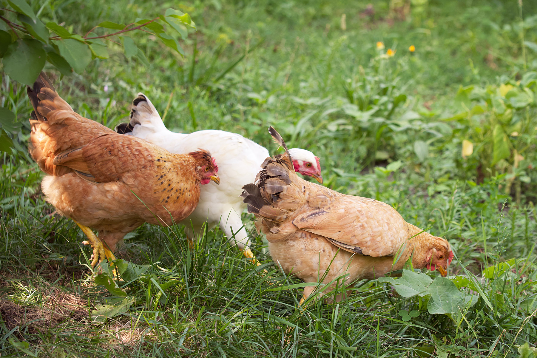 Symptoms of Kidney Problems in Chickens - Backyard Poultry